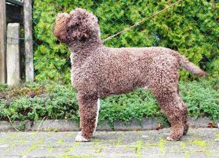 Liebevolle Hobbyzucht in Niedersachsen - Deckrüde Lagotto Romagnolo ...