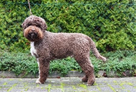 lagotto-niedersachsen - Deckrüde Lagotto Romagnolo